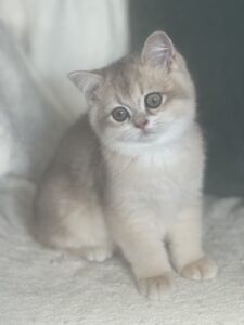 Golden British Shorthair Kittens for Sale | Miluk Cattery