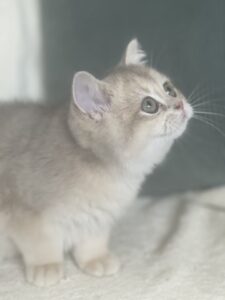 Golden British Shorthair Kittens for Sale | Miluk Cattery