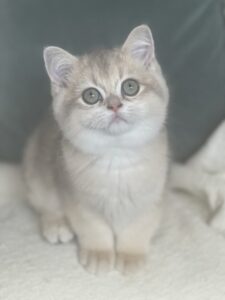 Golden British Shorthair Kittens for Sale | Miluk Cattery
