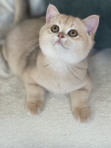 Golden British Shorthair Kittens for Sale | Miluk Cattery
