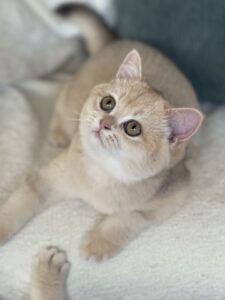 Golden British Shorthair Kittens for Sale | Miluk Cattery