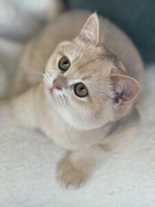 Golden British Shorthair Kittens for Sale | Miluk Cattery