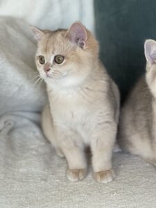 Golden British Shorthair Kittens for Sale | Miluk Cattery