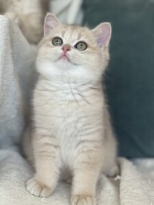 Golden British Shorthair Kittens for Sale | Miluk Cattery