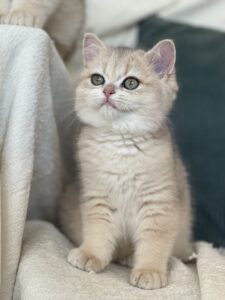 Golden British Shorthair Kittens for Sale | Miluk Cattery