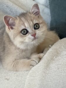 Golden British Shorthair Kittens for Sale | Miluk Cattery