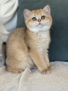 Golden British Shorthair Kittens for Sale | Miluk Cattery