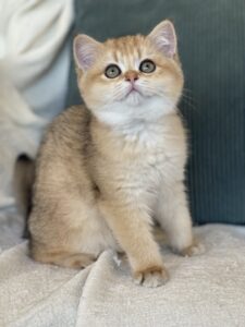 Golden British Shorthair Kittens for Sale | Miluk Cattery