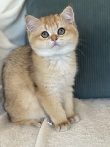 Golden British Shorthair Kittens for Sale | Miluk Cattery