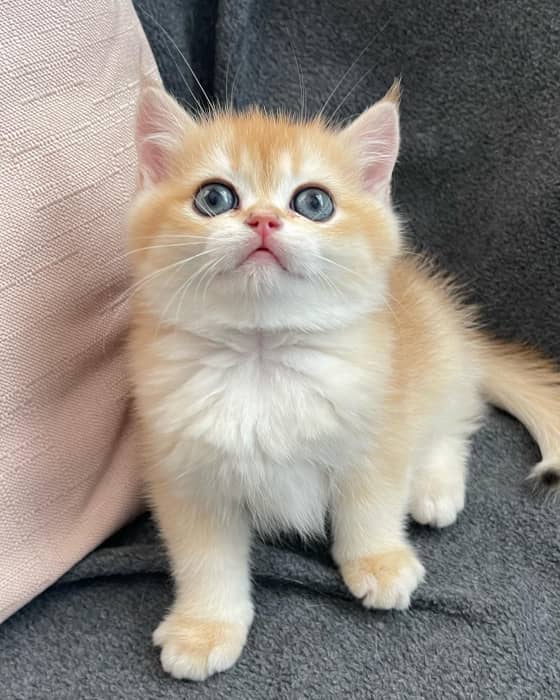 British Shorthair Buyers Guide | Miluk Cattery